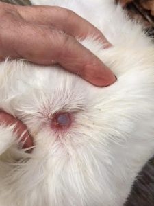 How the Bot Fly Causes Warbles in Rabbits - Countryside